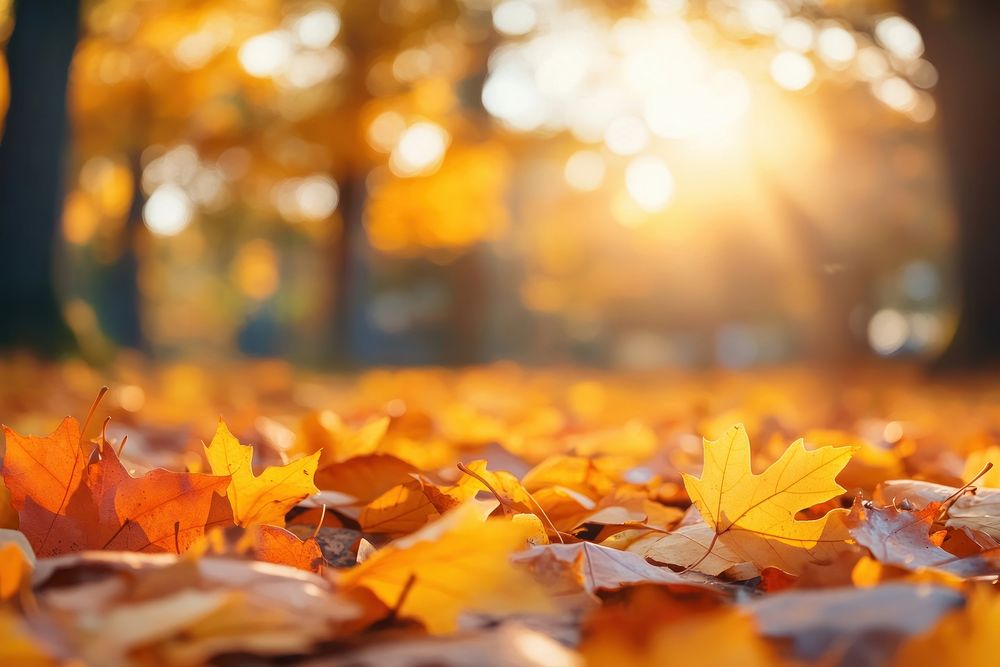Autumn leaves sunlight forest background | Free Photo - rawpixel
