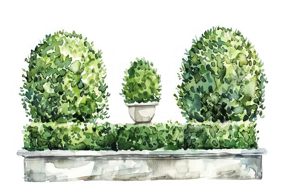 Watercolor garden hedge illustration | Free Photo Illustration - rawpixel