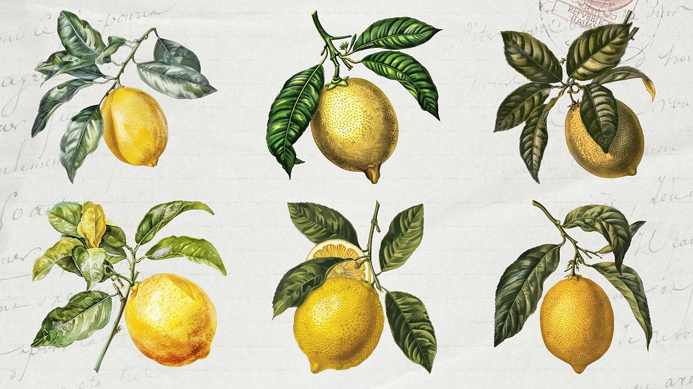 Vintage lemon illustration design element | Free Photo - rawpixel