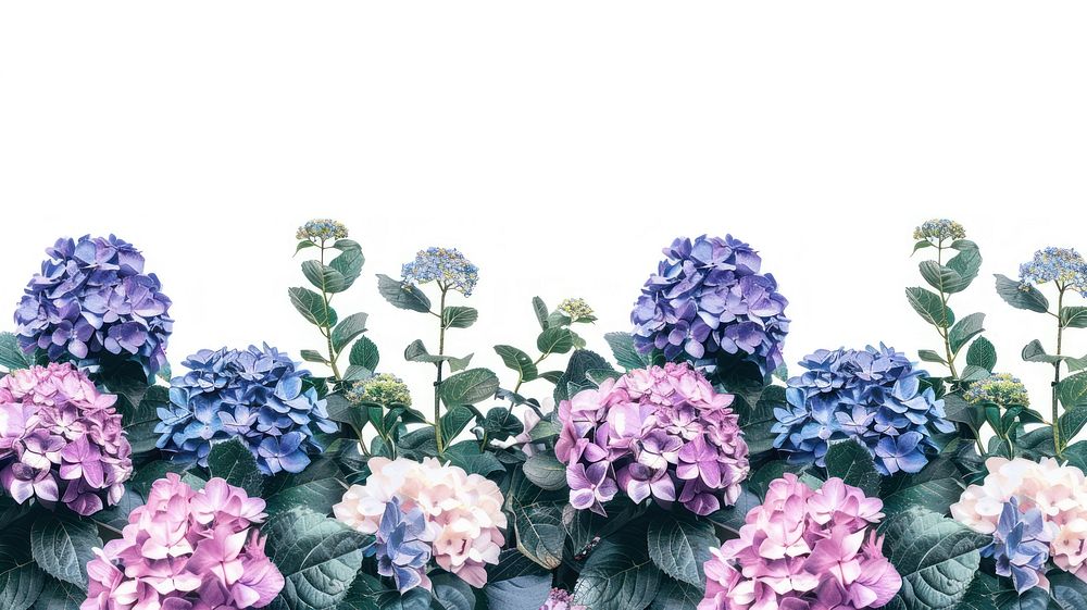 Vibrant hydrangeas in bloom | Free Photo - rawpixel
