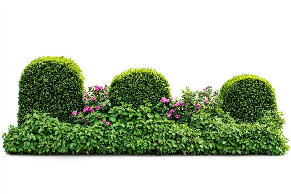 Manicured bushes with vibrant flowers | Free Photo - rawpixel