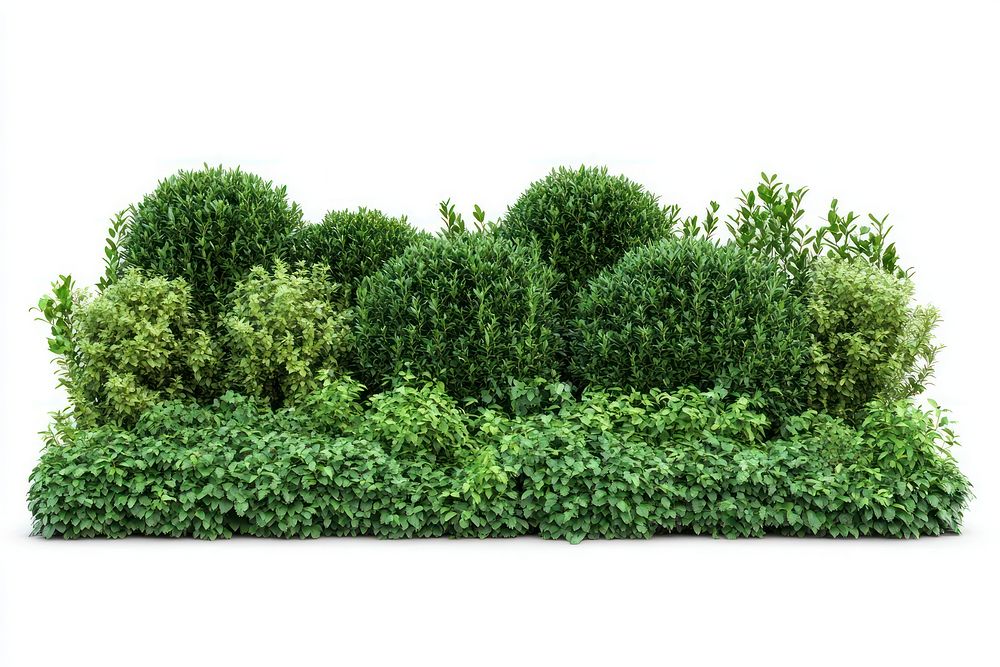 Lush green garden hedge | Free Photo - rawpixel