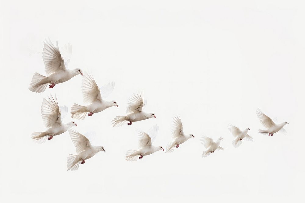 White doves flying in formation | Free Photo - rawpixel