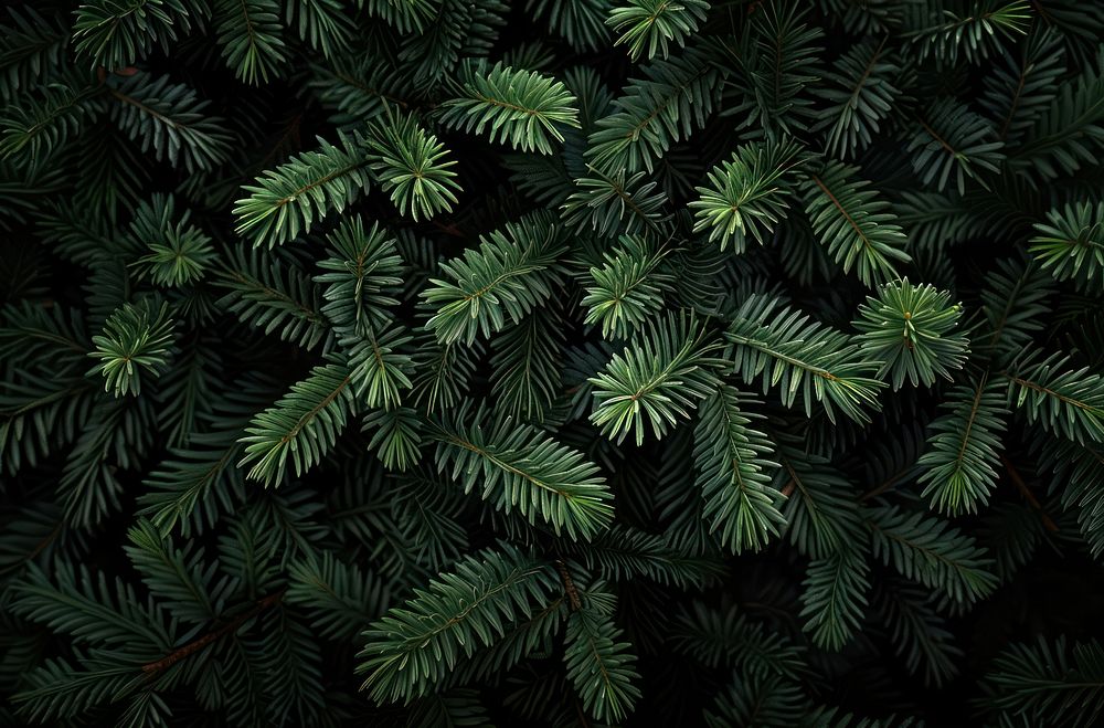 Lush evergreen pine tree foliage | Free Photo - rawpixel