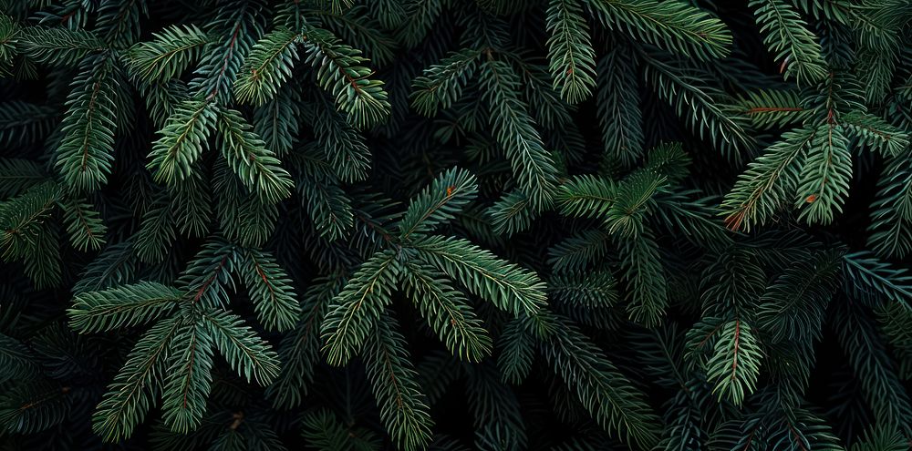 Lush evergreen pine tree branches | Free Photo - rawpixel