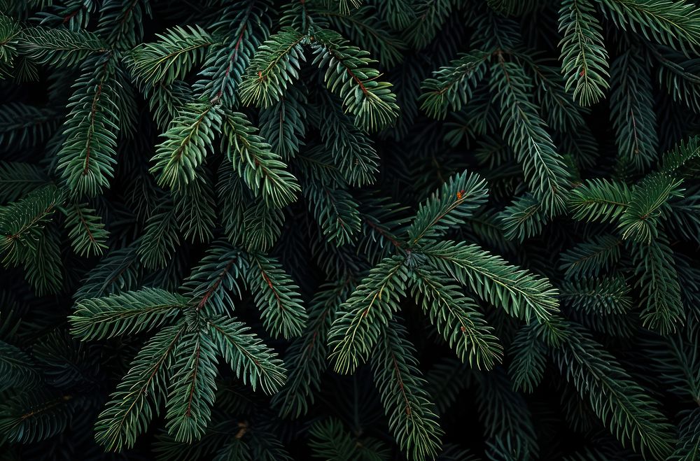 Lush evergreen pine tree branches | Free Photo - rawpixel