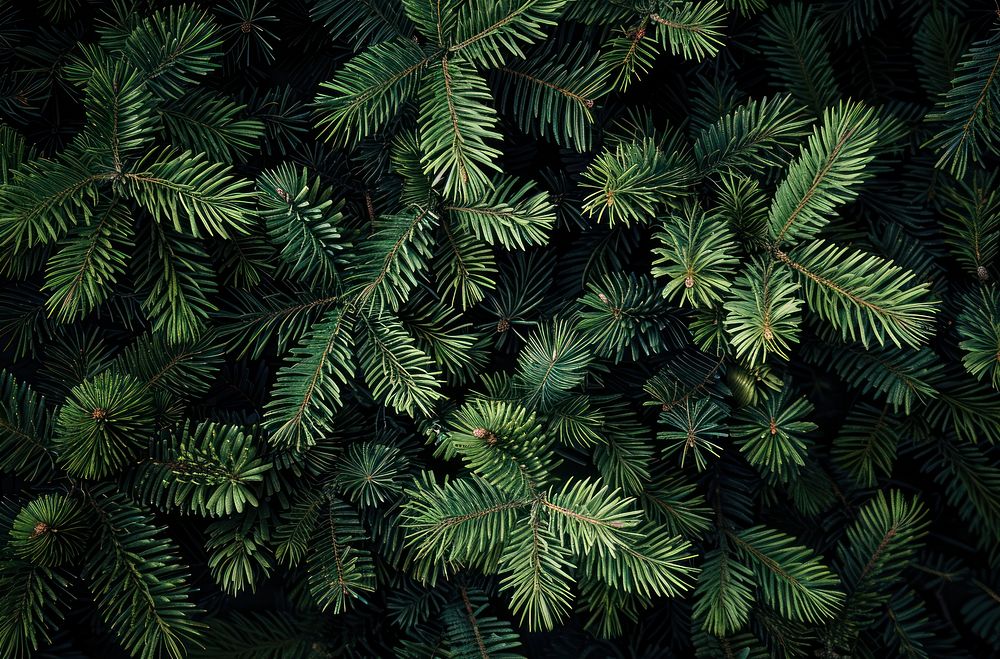 Lush evergreen foliage background texture | Free Photo - rawpixel