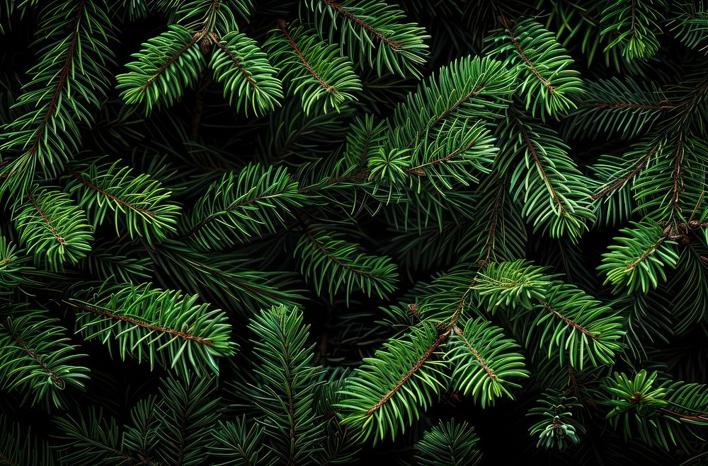 Lush evergreen pine tree branches | Free Photo - rawpixel