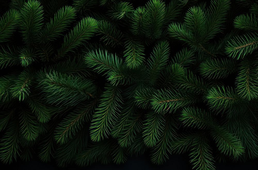 Lush evergreen pine tree branches | Free Photo - rawpixel
