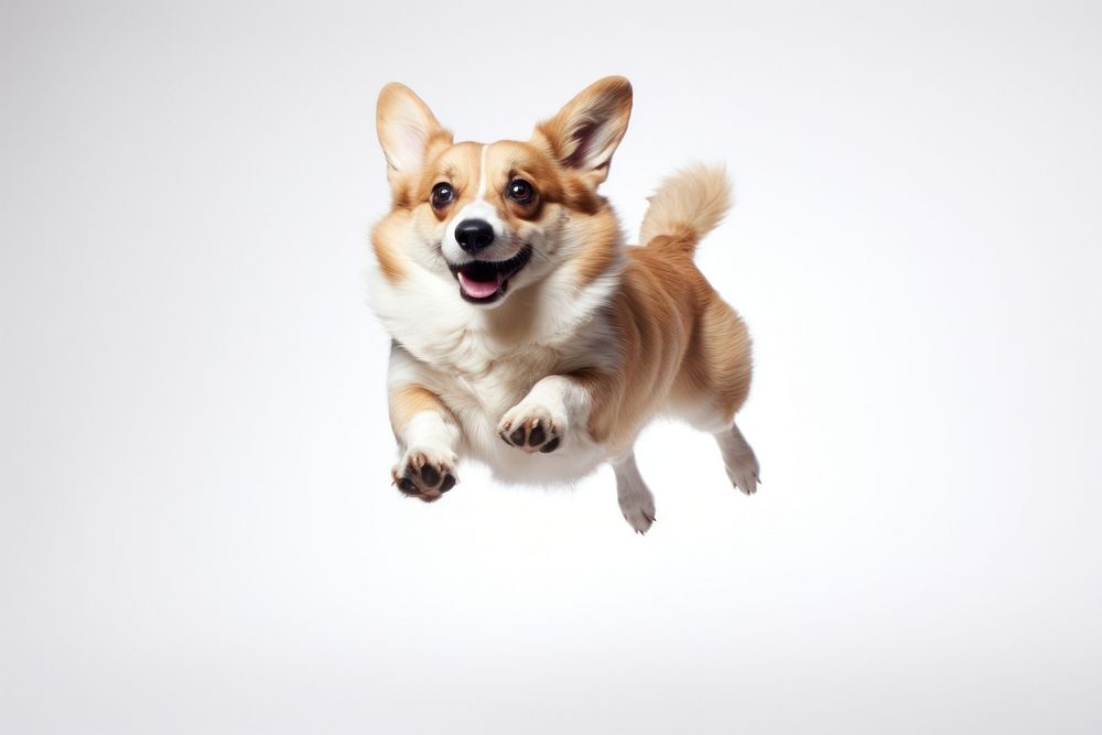 Happy corgi jumping mid-air | Free Photo - rawpixel