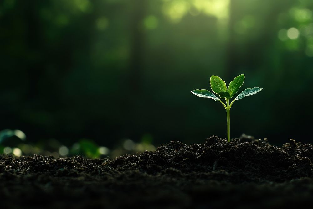small green sprout grows forest | Free Photo - rawpixel