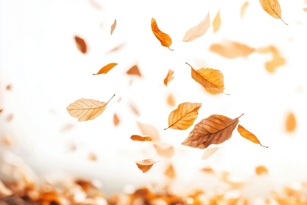 Leaves falling air leaf autumn | Free Photo - rawpixel