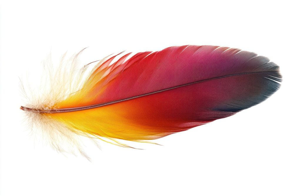 Photo real rooster feather accessories | Free Photo - rawpixel