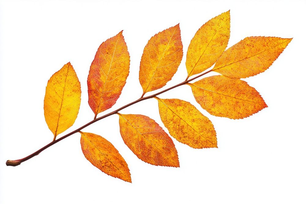 Real ash leaves leaf plant | Free Photo - rawpixel