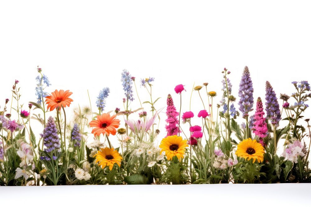 Colorful wildflowers in spring bloom | Free Photo - rawpixel