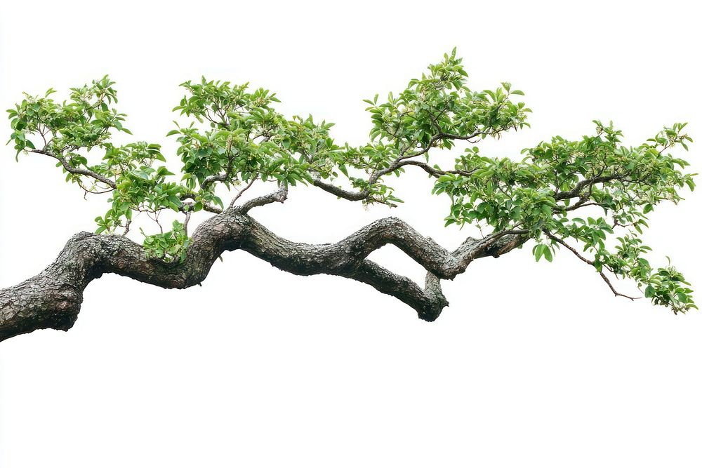 Real ash tree branch leaves | Free Photo - rawpixel