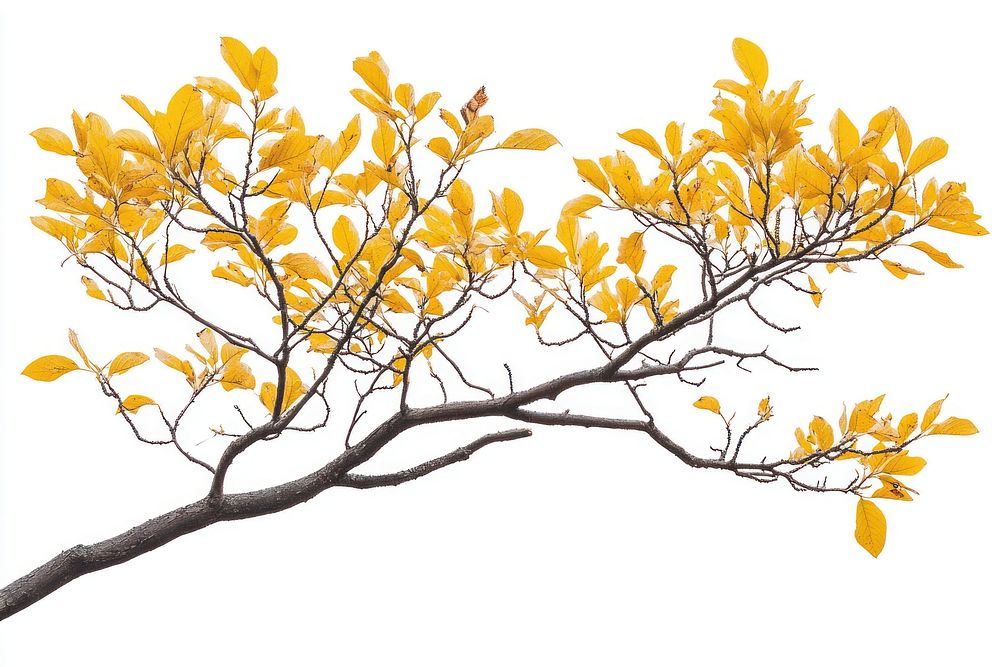 Real ash tree branch leaves | Free Photo - rawpixel