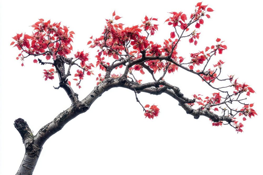 Real cherry tree branch leaves | Free Photo - rawpixel