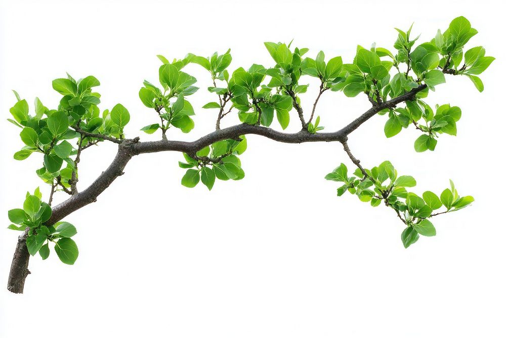 Real elm tree branch leaves | Free Photo - rawpixel