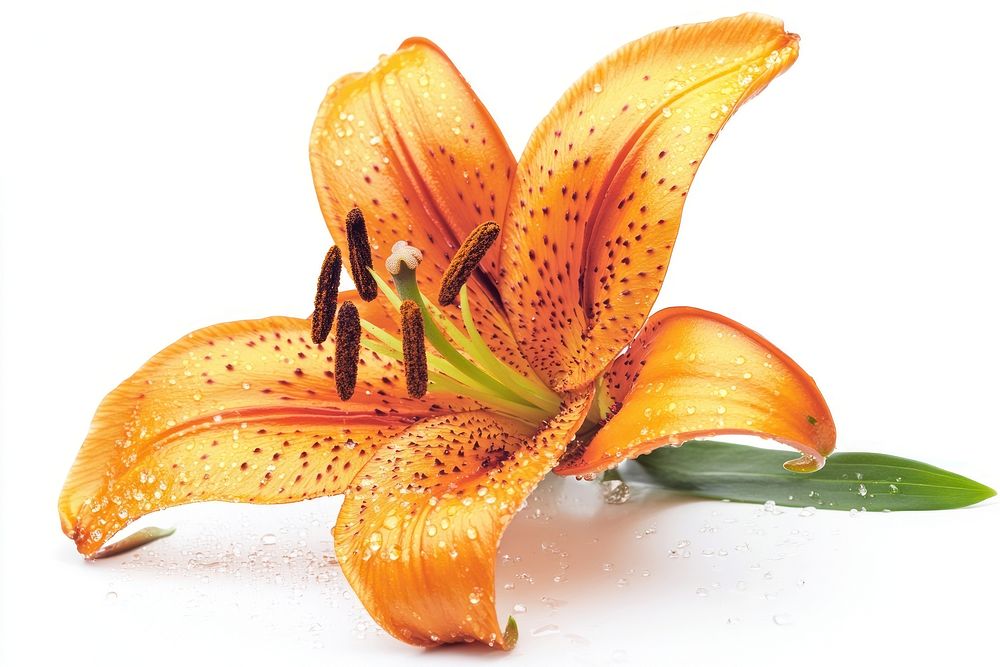 Real lily flower invertebrate photography. | Free Photo - rawpixel