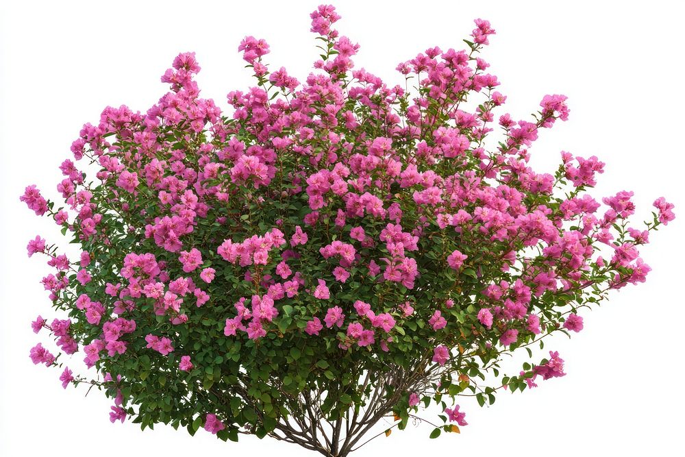 Real pink flower bushes plant | Free Photo - rawpixel