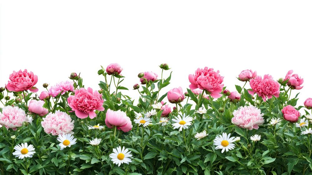 Peonies daisies daisy peony. | Free Photo - rawpixel