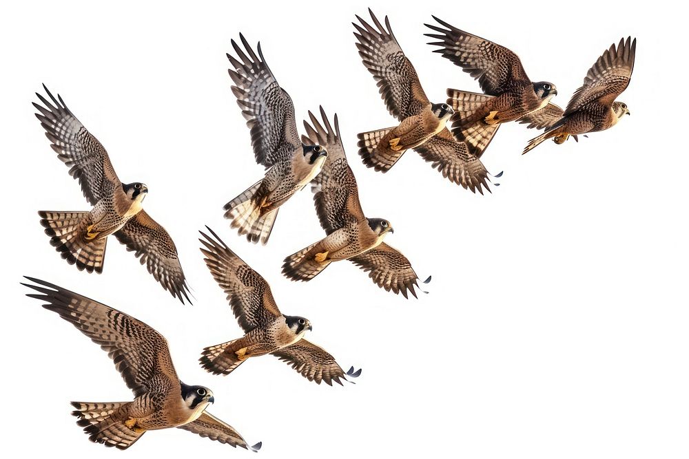 Flock 8 falcons birds flying | Free Photo - rawpixel