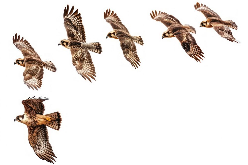 Flock 8 falcons bird animal | Free Photo - rawpixel