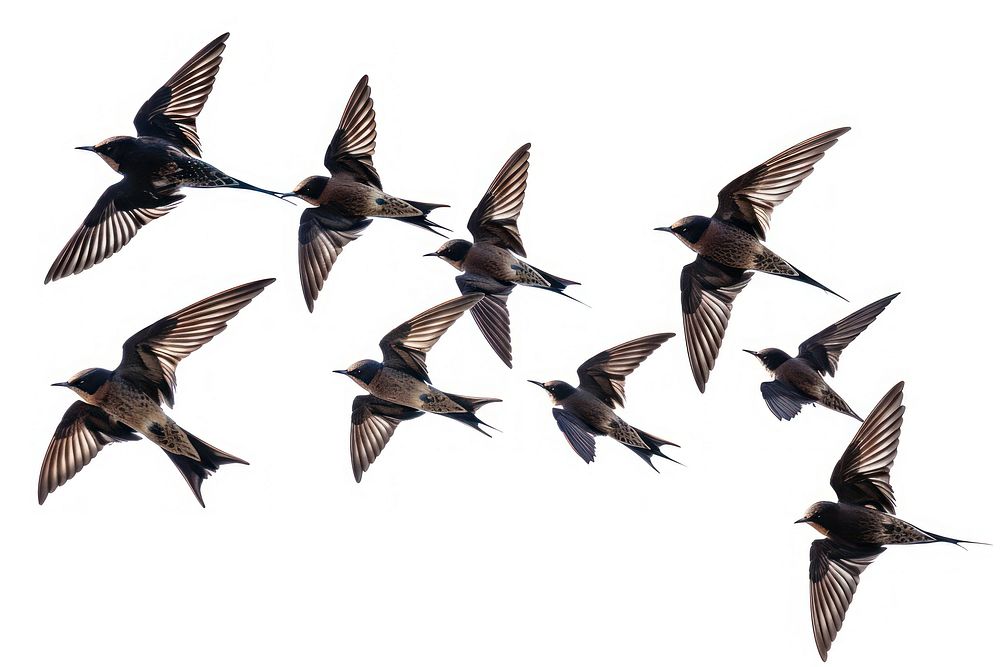 Flock 8 swifts birds migration | Free Photo - rawpixel