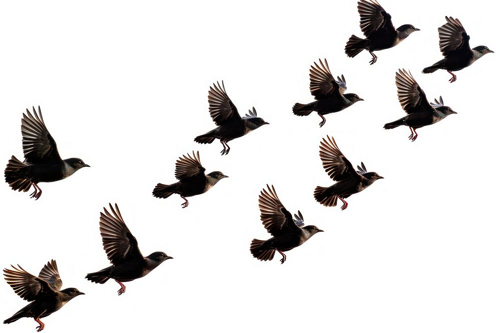 Flock flying birds synchronized. | Free Photo - rawpixel