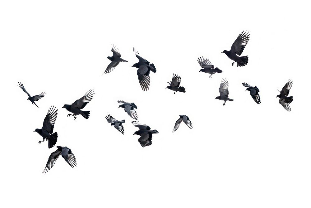 Flock flying birds movement. | Free Photo - rawpixel
