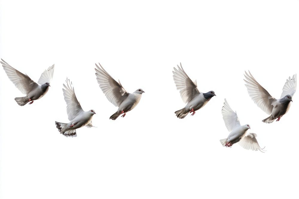 Flying doves in clear sky | Free Photo - rawpixel
