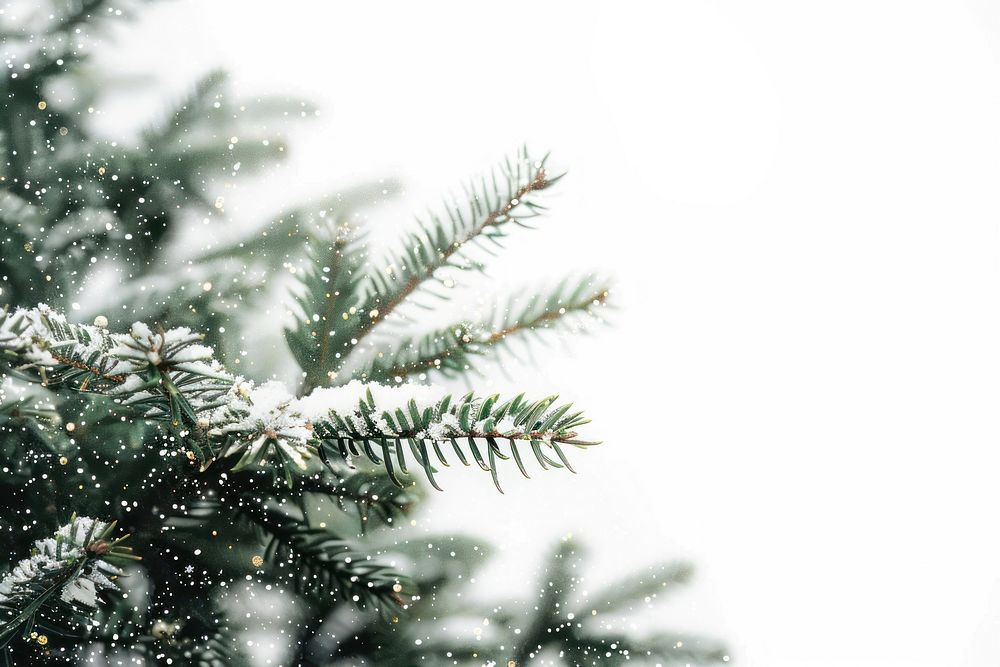 Snowy evergreen branches winter background | Free Photo - rawpixel