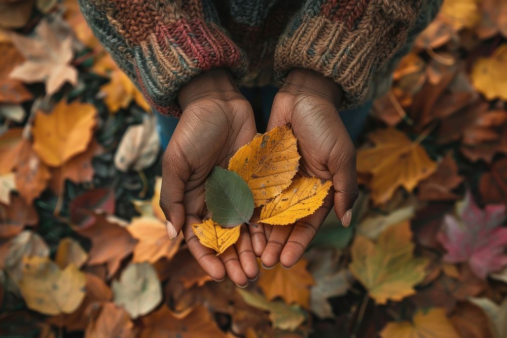 Hands holding autumn leaves outdoors | Free Photo - rawpixel