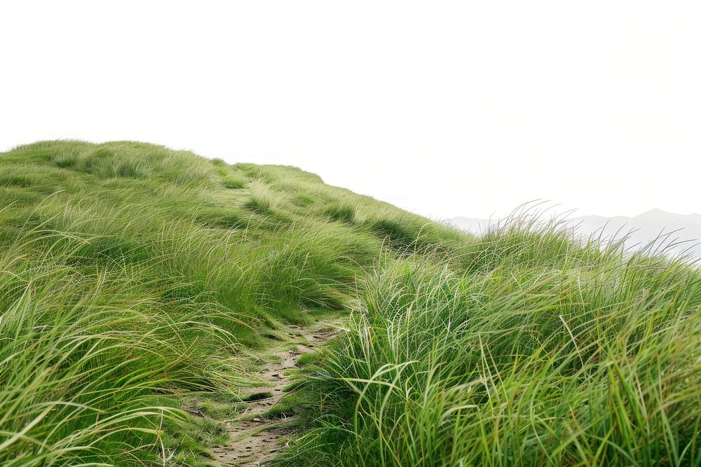 Lush green grass hilltop path | Free Photo - rawpixel