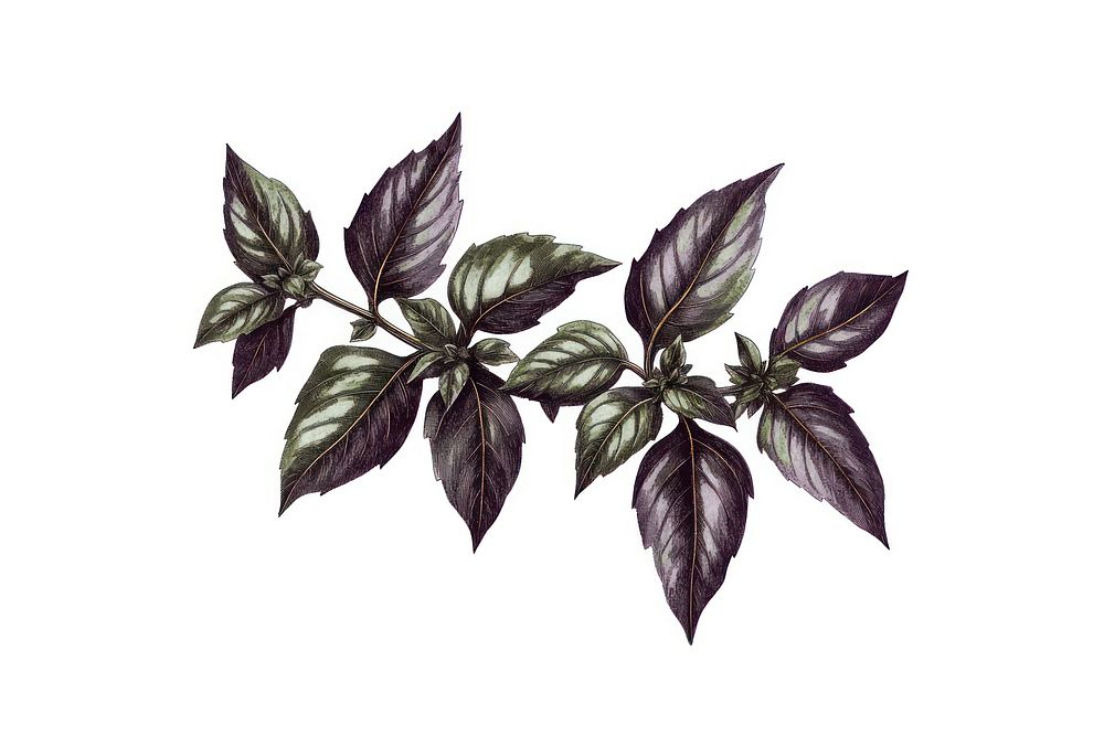 A Basil art illustration drawing. | Free Photo Illustration - rawpixel