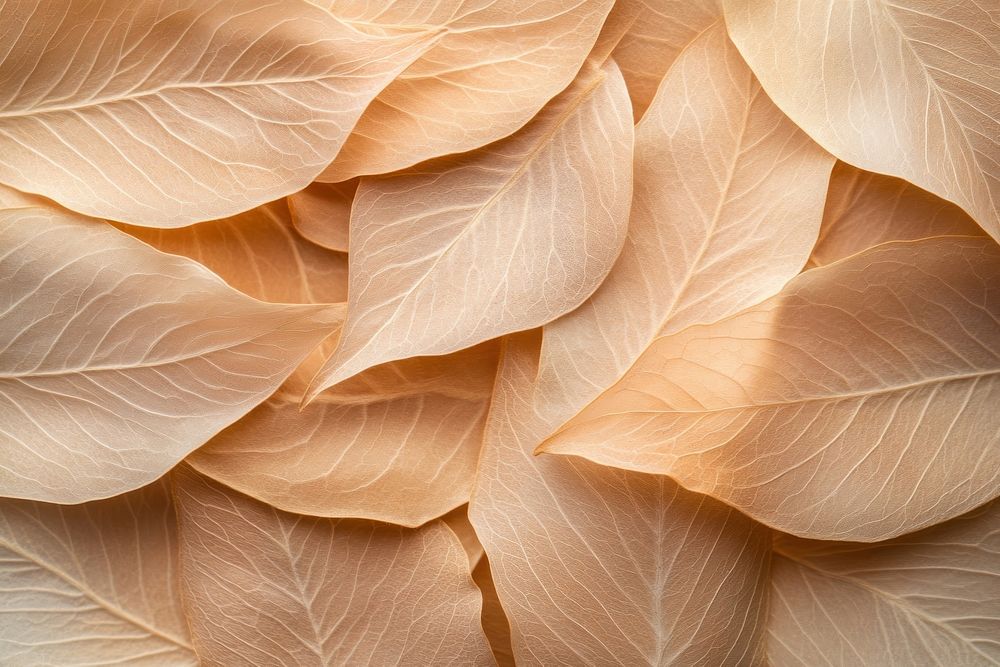 Flower petals texture leaves leaf. | Free Photo - rawpixel