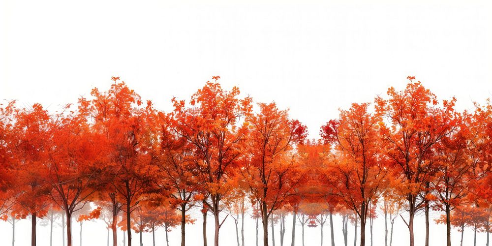 Forest borders autumn scenery nature. | Free Photo - rawpixel