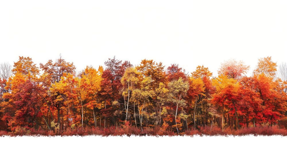 Forest borders autumn landscape scenery | Free Photo - rawpixel