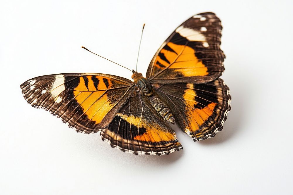 A butterfly invertebrate background beautiful. | Free Photo - rawpixel
