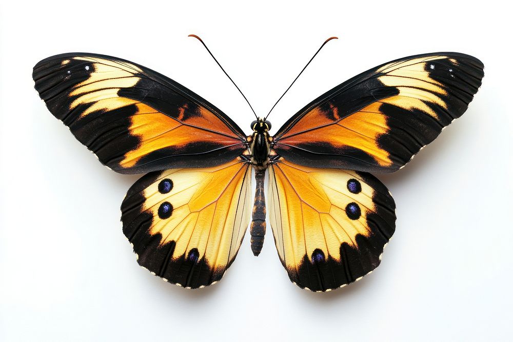 A butterfly invertebrate beautiful animal. | Free Photo - rawpixel