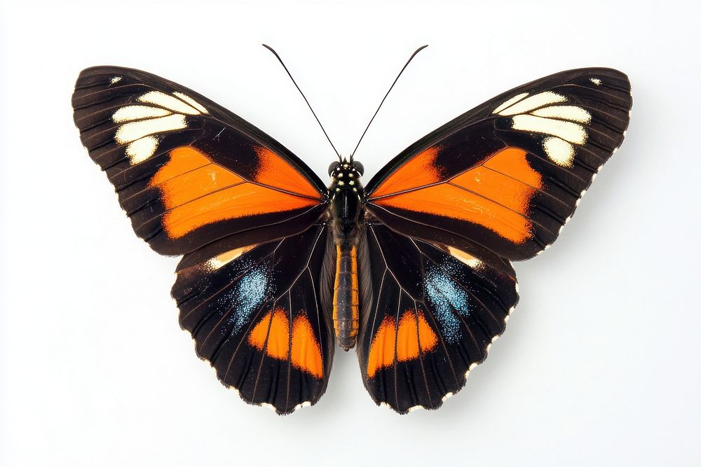 A butterfly invertebrate animal insect. | Free Photo - rawpixel
