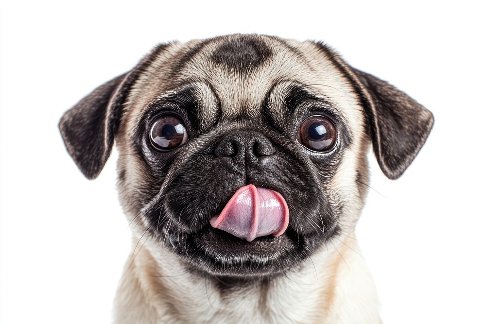 Pug Tongue licking its nose | Free Photo - rawpixel