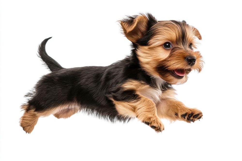 Yorkshire Terrier puppy jumping terrier | Free Photo - rawpixel