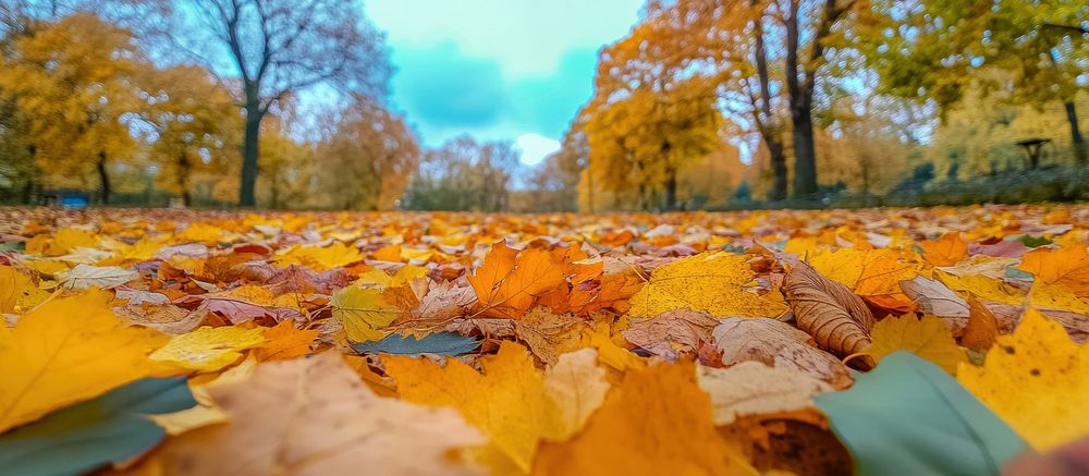 Real autumn leaves leaf ground | Free Photo - rawpixel