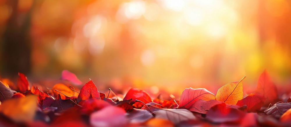 Real autumn leaves leaf scenery | Free Photo - rawpixel