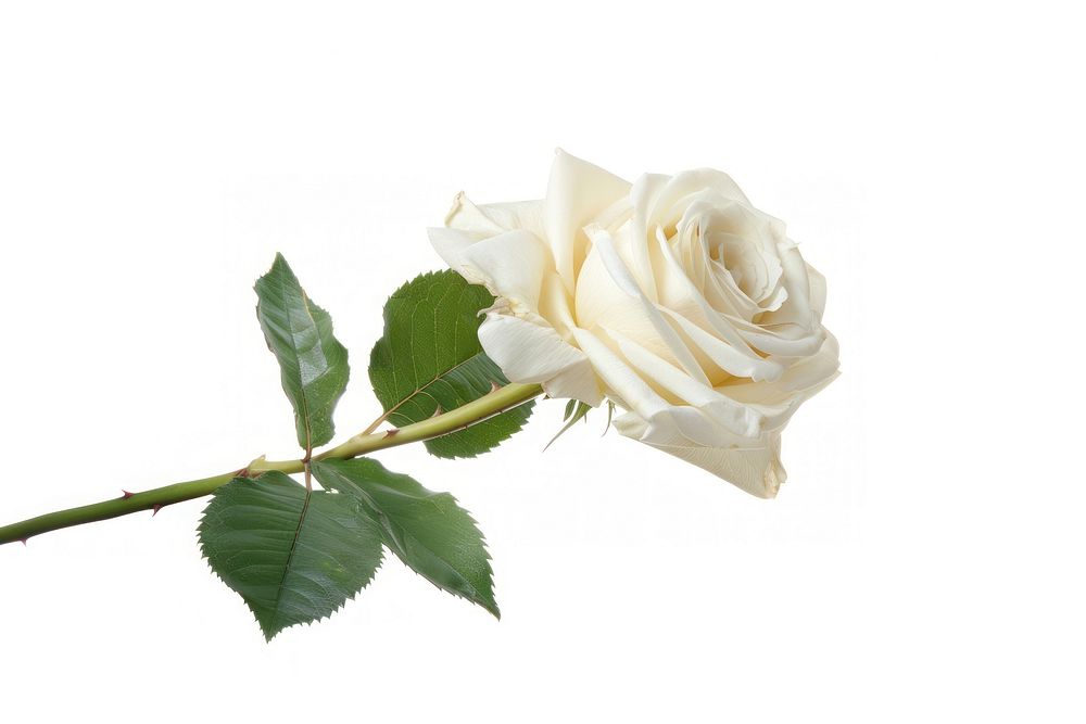 Single white rose flower single | Free Photo - rawpixel
