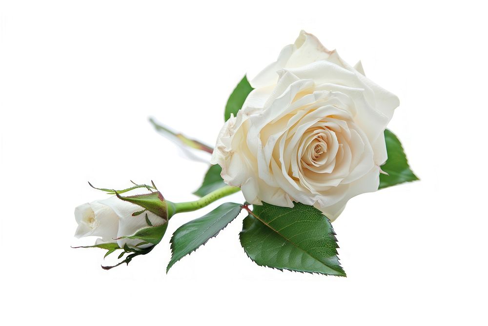 Single white rose flower white | Free Photo - rawpixel