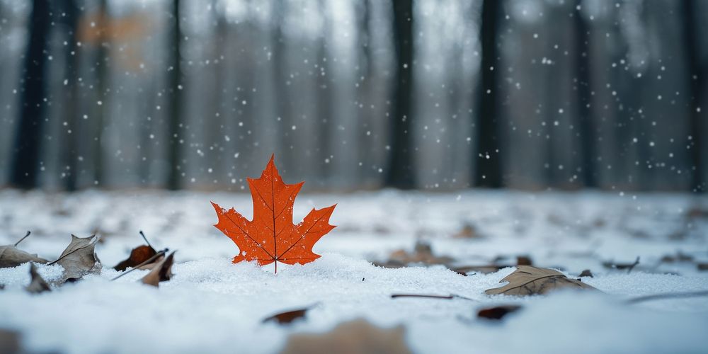 Orange maple leaf drop background | Free Photo - rawpixel