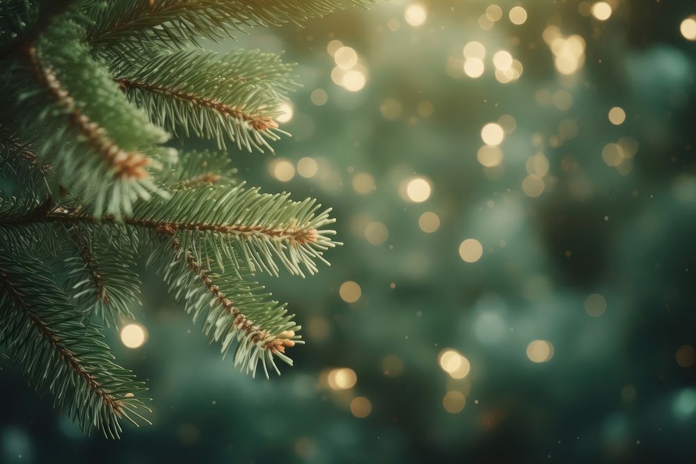 Christmas background festive nature branch. | Free Photo - rawpixel